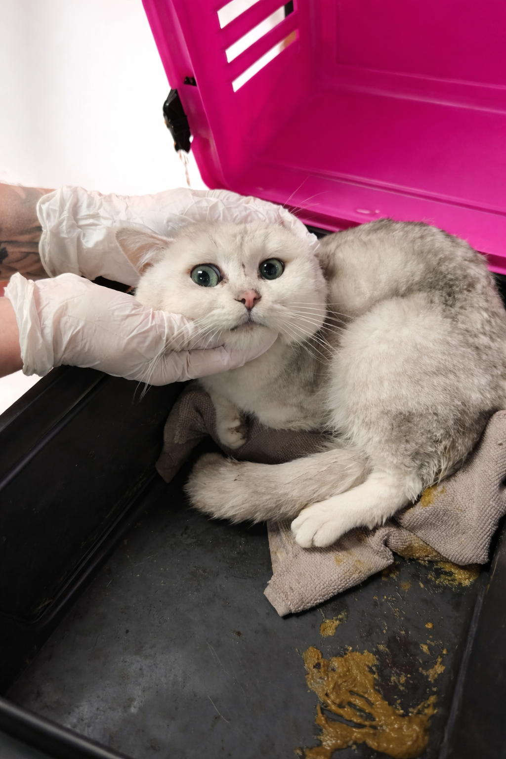 Shadow | profil kočky | Fousky z.s.